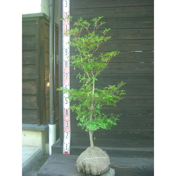 満天星躑躅　若葉の下に 壺形の白花が吊り下げられた様に付きます。秋の紅葉も必見。耐寒性に優れた美しいツツジです。【詳細】ツツジ科・ツツジ属・落葉低木樹高　　0.85ｍ（鉢上・枝先・地上部の高さ）枝張り　0.4ｍ花期　　4〜5月花色　　白鉢植...