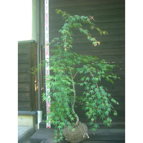 【流泉】　　イロハモミジ系　枝垂れ品種。美しい新緑に始まり、秋の素晴らしい紅葉まで、多彩な表情を お楽しみ頂けます。 【詳細】カエデ科・カエデ属・落葉中高木樹高　　1.2ｍ（鉢上・地上部の高さ）枝張り　1.0ｍ紅葉色　赤鉢植え管理・生育　（...