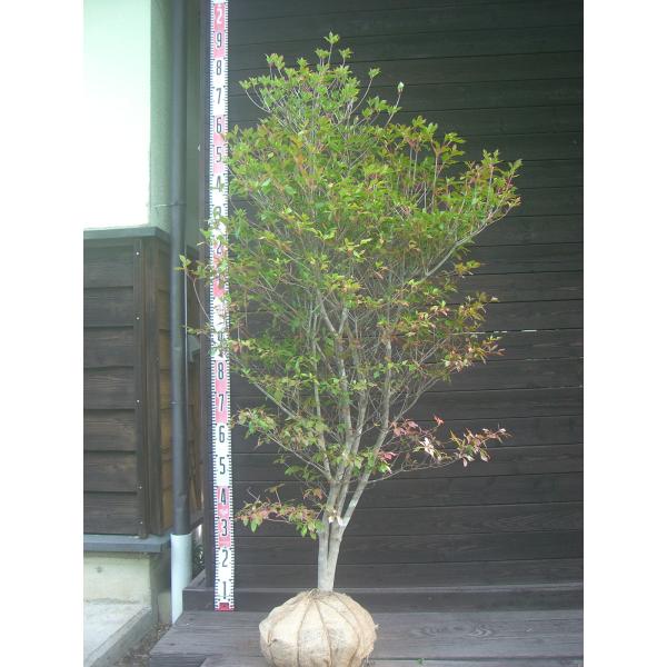 満天星躑躅　若葉の下に 壺形の白花が吊り下げられた様に付きます。秋の紅葉も必見。耐寒性に優れた美しいツツジです。【詳細】ツツジ科・ツツジ属・落葉低木樹高　　1.35ｍ（鉢上・枝先・地上部の高さ）枝張り　0.7ｍ花期　　4〜5月花色　　白鉢植...