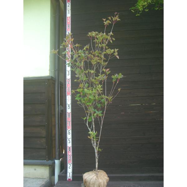 【三葉躑躅】　葉に先立って、透き通るような花を咲かせます。新緑、紅葉も素晴らしく耐寒性に優れた美しいツツジです。【詳細】ツツジ科・ツツジ属・落葉低木樹高　　1.6ｍ（鉢上・地上部の高さ）枝張り　0.6ｍ花期　　4〜5月花色　　淡紅紫鉢植え管...