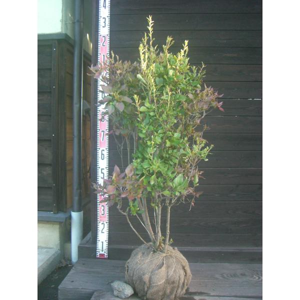 【三葉躑躅】　鮮やかな紫色の花と自然な樹形が魅力の庭木です。花が枝いっぱいに咲く姿は美しく、お庭を華やかに彩ります。花後は緑の葉を楽しむことができ、和風・洋風どちらのお庭にも合わせやすい樹木です。シンボルツリーや庭植えなど、季節の変化を楽し...