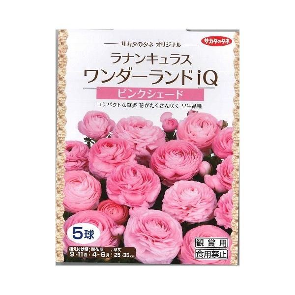 コンパクトな草姿　花がたくさん咲く　早生種