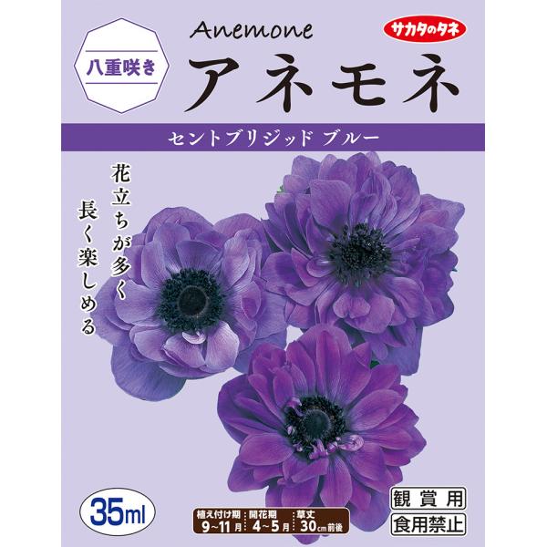 セントブリジッドは菊咲きで、とても豪華な花を咲かせます。