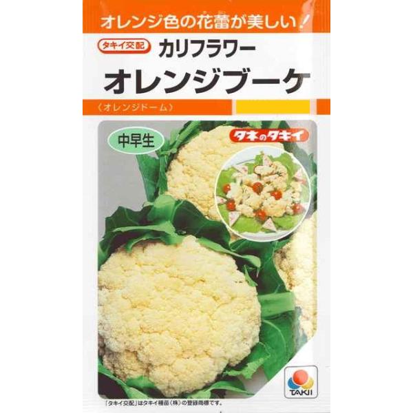 ★【中早生】オレンジ色の花蕾が美しい！