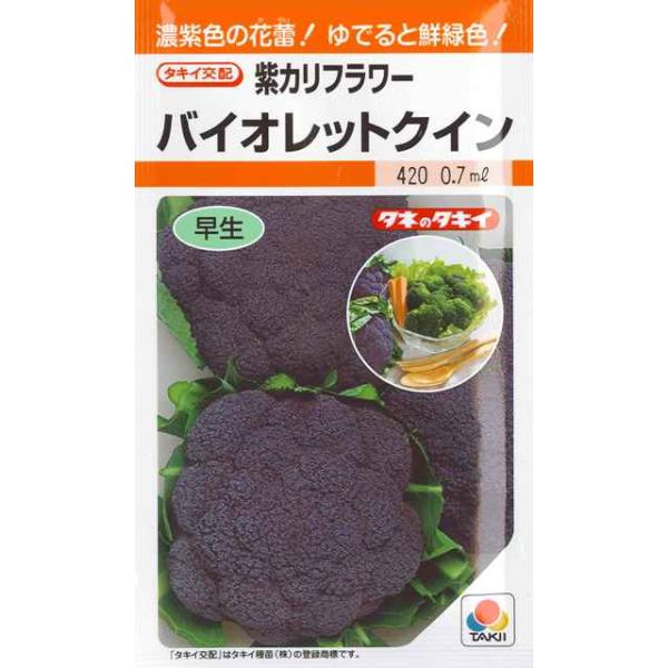★【早生】濃紫色の花蕾、ゆでると鮮緑色