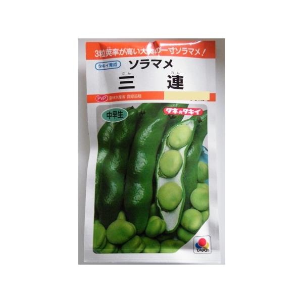 ★【中早生】３粒莢率が高い大莢の一寸ソラマメ