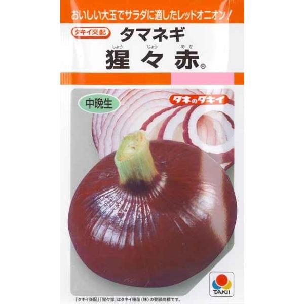 中晩生)おいしい大玉でサラダに適したレッドオニオン8月迄貯蔵