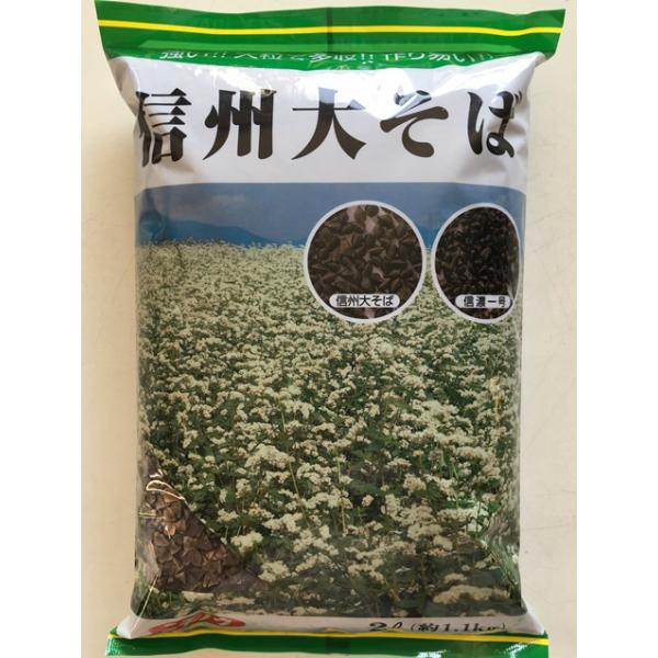 ★播種後３ヶ月で大粒多収！耐霜性で倒れない！