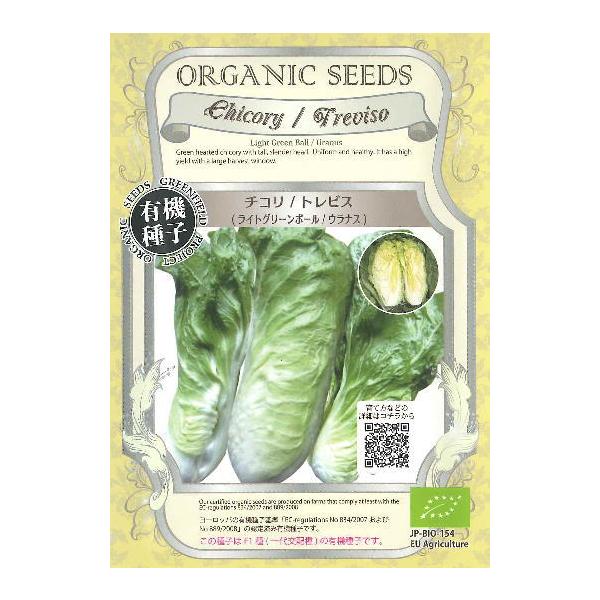 縦長に結球するユニークな形のチコリ！