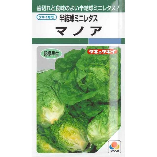 ★【超極早生】歯切れと食味のよい半結球ミニレタス