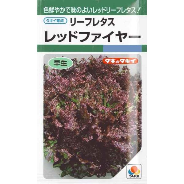 ★【早生】色鮮やかで味のよいレッドリーフレタス！