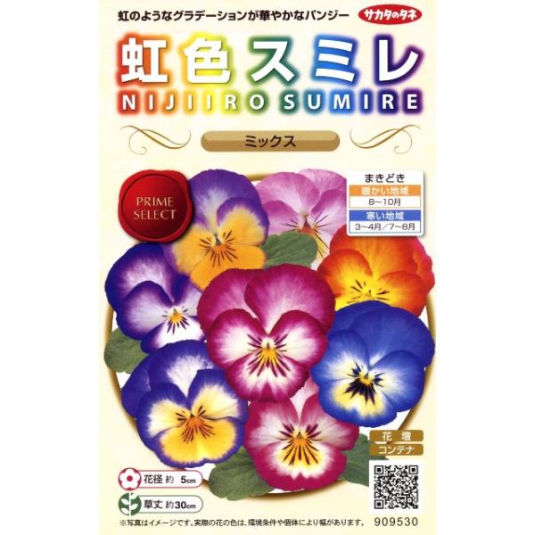 ★虹のようなグラデーションが華やかなパンジー