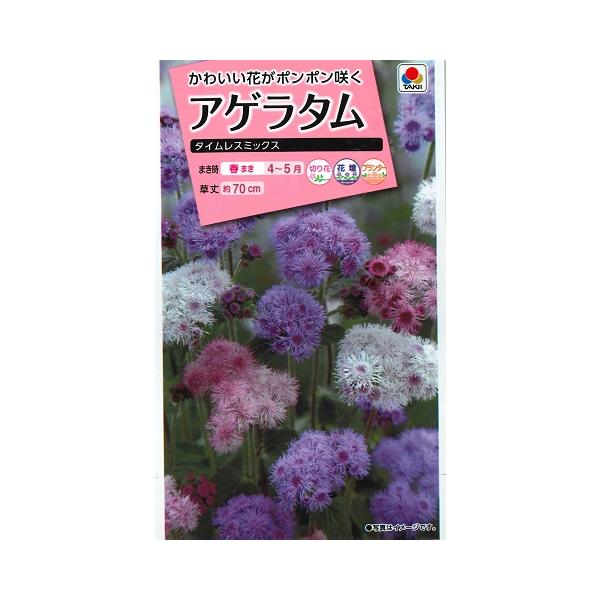 ★かわいい花がポンポン咲く