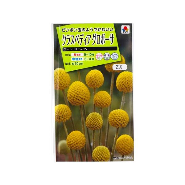 ★ボール状の黄色い花房はドライフラワーになります