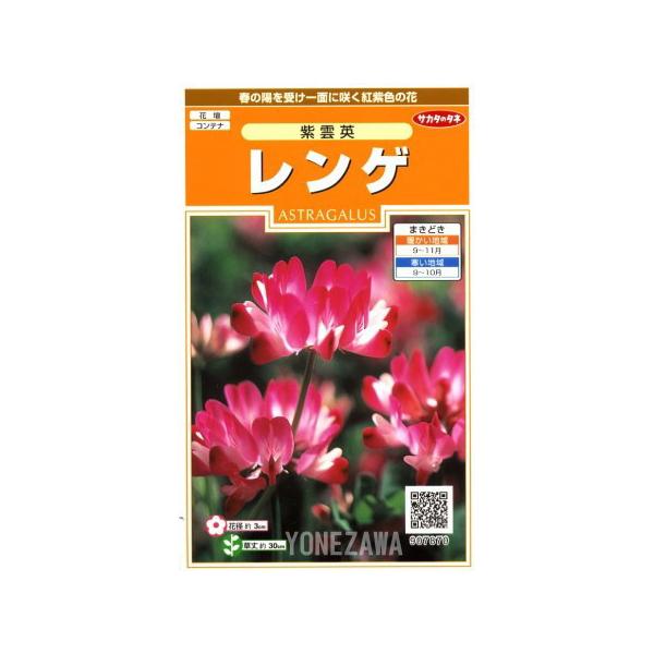 ★春の陽を受け一面に咲く紅紫色の花