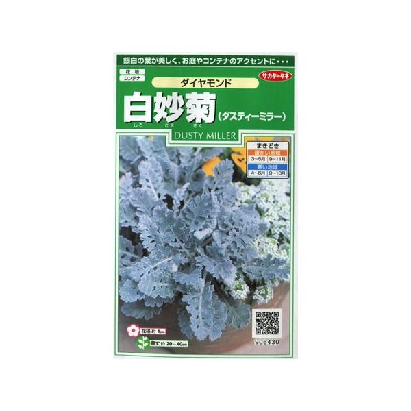 ★銀白の葉が美しく、お庭やコンテナのアクセントに