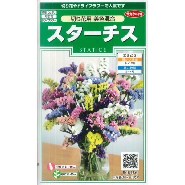★切り花やドライフラワーで人気です