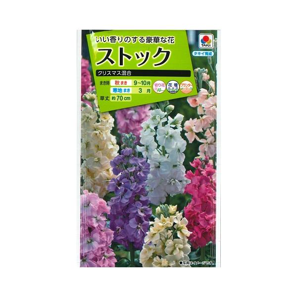 1本立ち極早生の高性大輪種混合