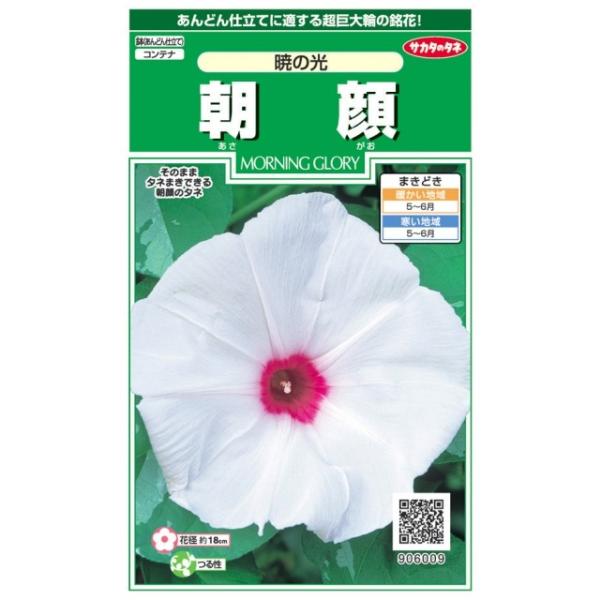 ★あんどん仕立てに適する超巨大輪の銘花！