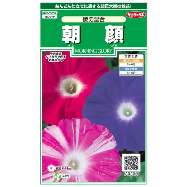 ★あんどん仕立てに適する超巨大輪の銘花！