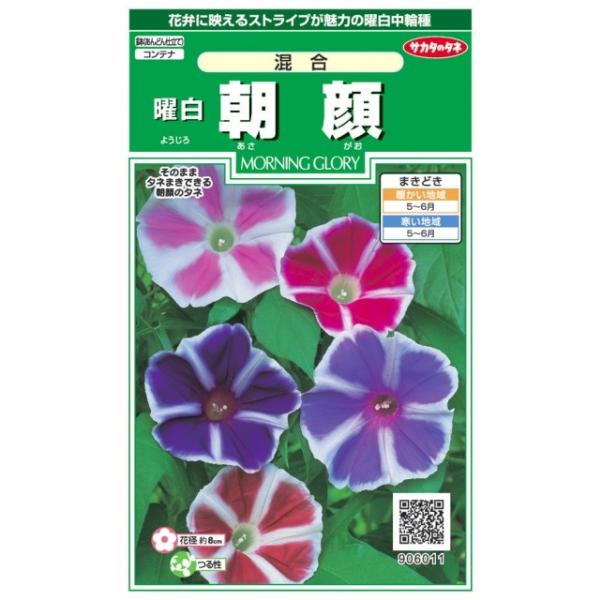 ★花弁に映えるストライプが魅力の曜白中輪種