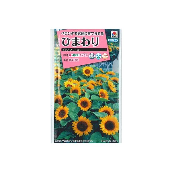 ★テーブルの上で鑑賞できる超ミニひまわり！