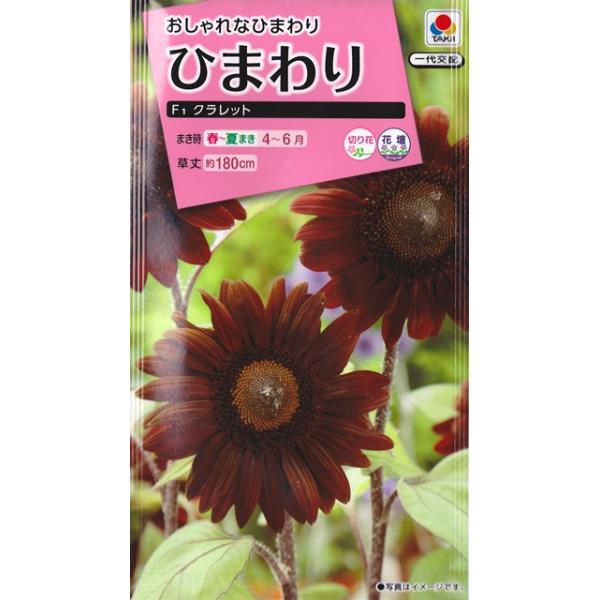 ★無花粉の珍しい濃いワインレッドのひまわり