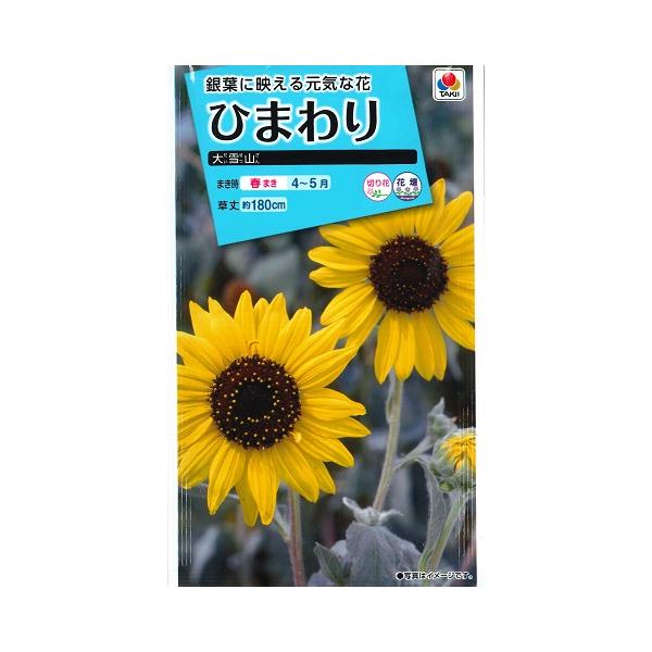 ★銀葉に映える元気な花