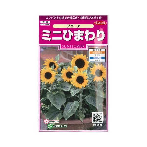 ★コンパクトな株で分岐咲き！鉢植えがおすすめ
