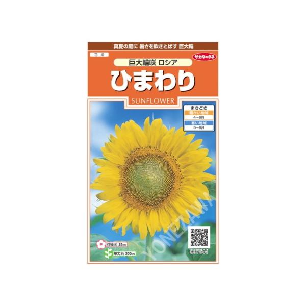 ★真夏の庭に暑さを吹きとばす巨大輪