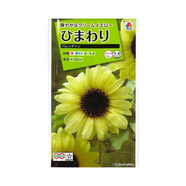 ★無花粉の珍しい濃いワインレッドのひまわり