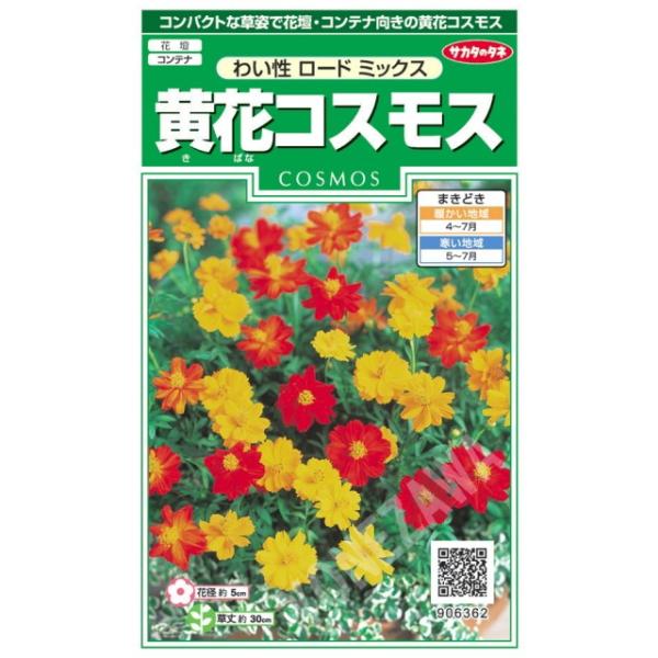 ★コンパクトな草姿で花壇・コンテナ向きの黄花コスモス