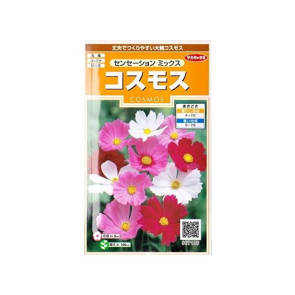 ★丈夫でつくりやすい大輪コスモス
