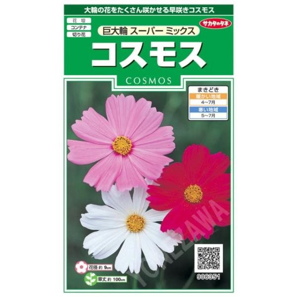 ★大輪の花をたくさん咲かせる早咲きコスモス