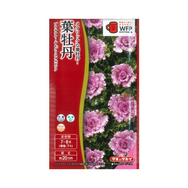 ★メタリックな光沢葉！矮性タイプの照葉ボタン！