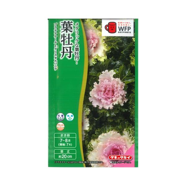★メタリックな光沢葉！矮性タイプの照葉ボタン！