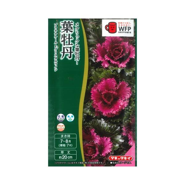 ★メタリックな光沢葉！矮性タイプの照葉ボタン！