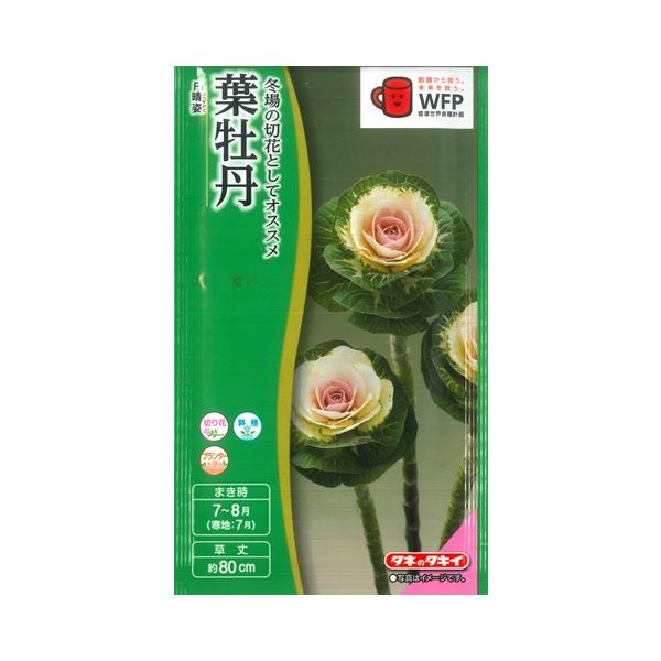 ★画期的な高性切花用葉牡丹！