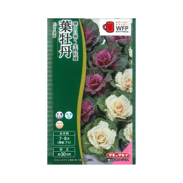 ★矮性小型の大阪丸葉紅色種！