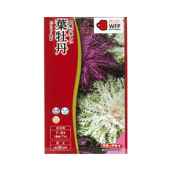 ★切葉が美しい！耐寒性強く花壇や寄せ植えの素材に最適