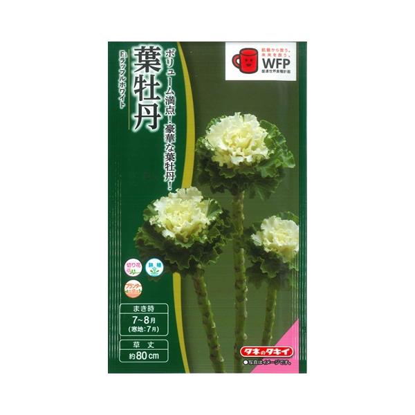 ★ボフリンジ咲きの豪華な葉牡丹！