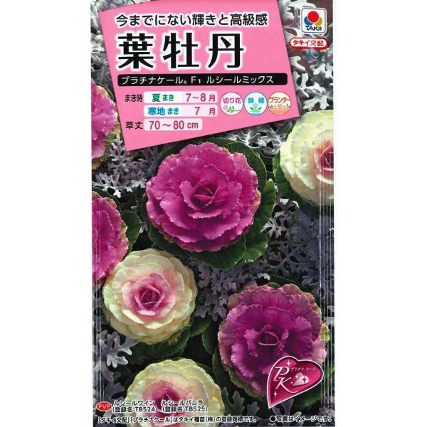 ★メタリックな光沢葉！プラチナケール