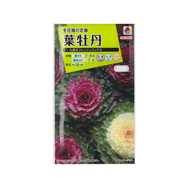 【葉牡丹の種】F１ 丸葉系フレッシュミックス【タキイ交配】（0.3ml）ハボタン[夏まき]