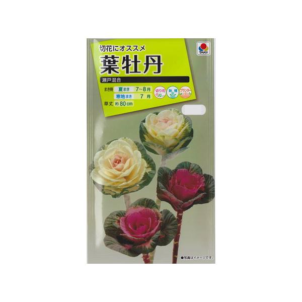 ★画期的な高性切り花用葉ボタン!