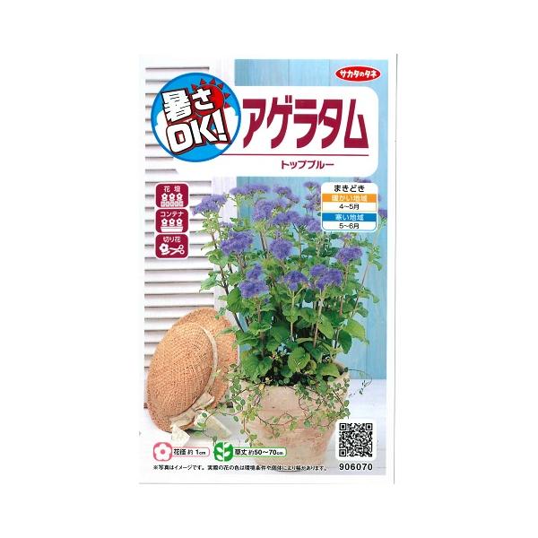 ★切り花向きの花もちが良い高性タイプのアゲラタム！