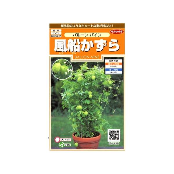 10%OFF★紙風船のようなキュートな実が鈴なり！