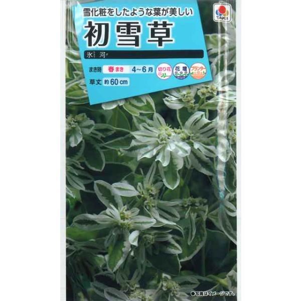 ★夏の花壇にさわやかな彩りと涼しさを演出