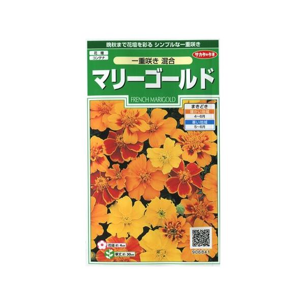 ★晩秋まで花壇を彩るシンプルな一重咲き
