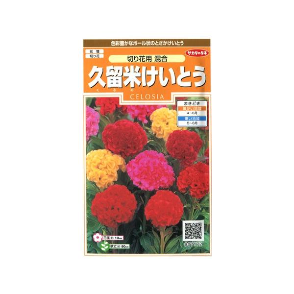 ★色彩豊かなボール状のとさかけいとう