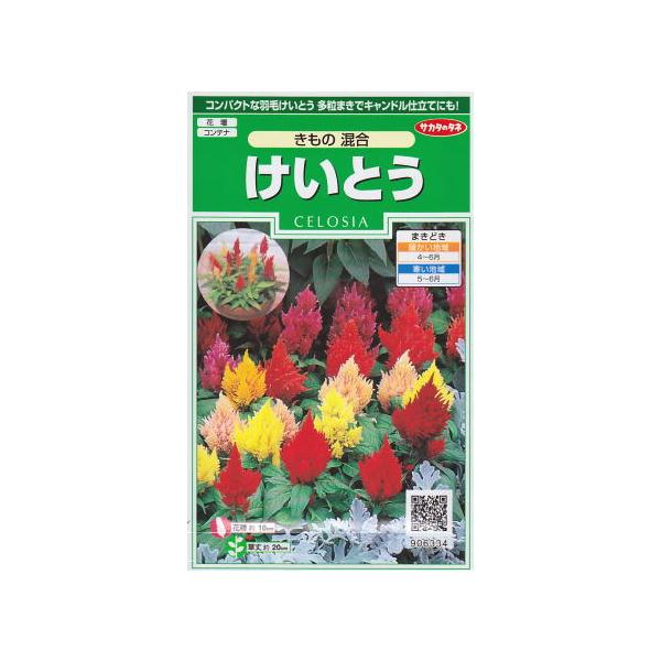 ★コンパクトな羽毛けいとう。キャンドル仕立てにもできる！